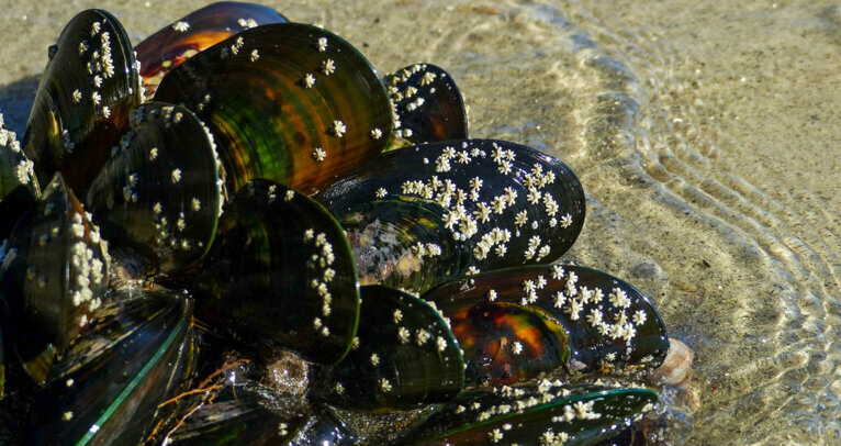 Mussel-inspired substance may remineralise sensitive teeth