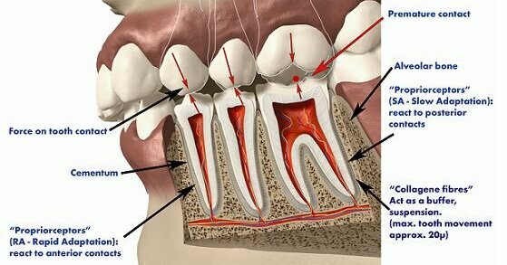 Dental News - The importance of occlusion
