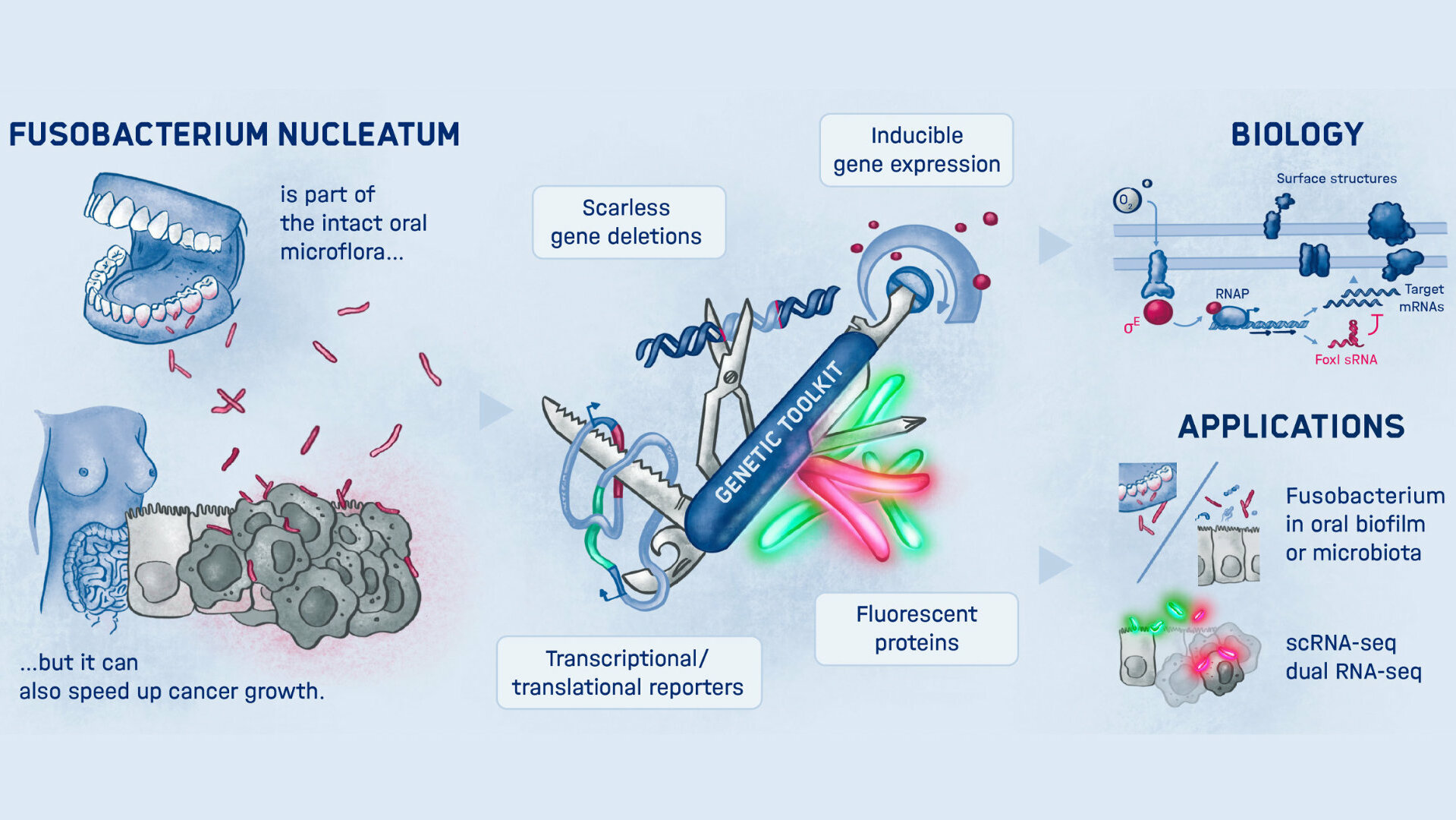 DT News - Germany - Warum der Mundhöhlenkeim Fusobacterium nucleatum ...