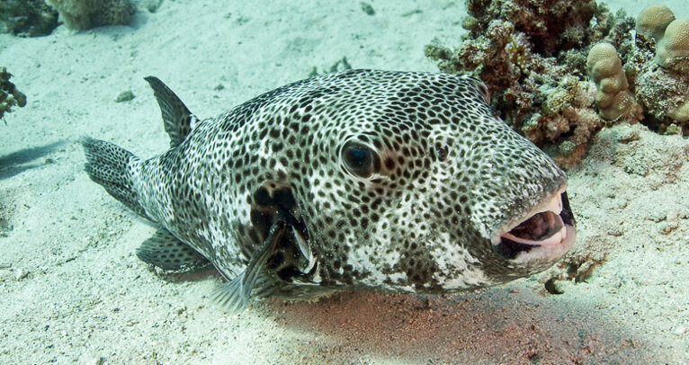 Saliva could be key to understanding human dental evolution