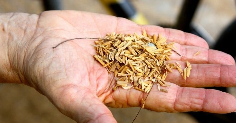 DT News - India - Dental composite resin from rice husk