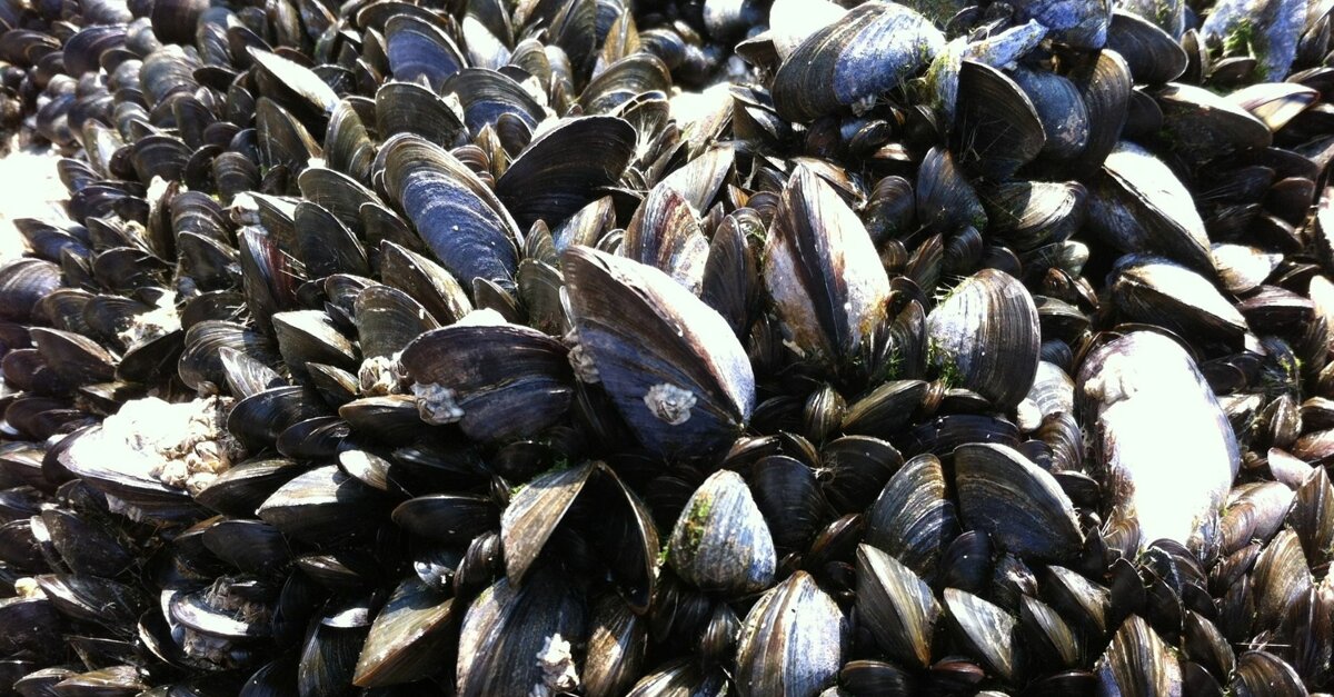 DT News - Netherlands - Mossel-geïnspireerde stof verbetert de binding ...