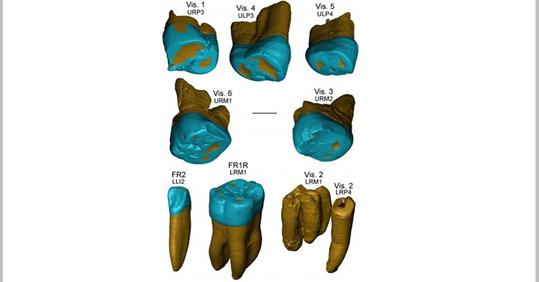 Researchers find Neanderthal-like features in 450,000-year-old teeth