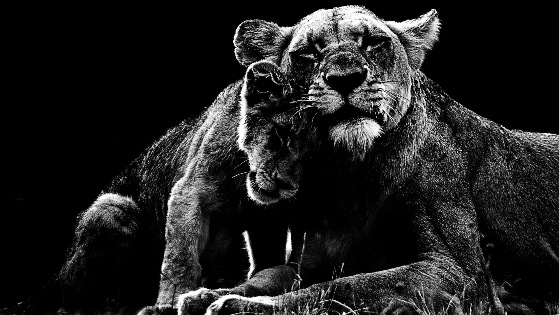 Dental News - Straumann presents TLX implant for ideal high primary ...