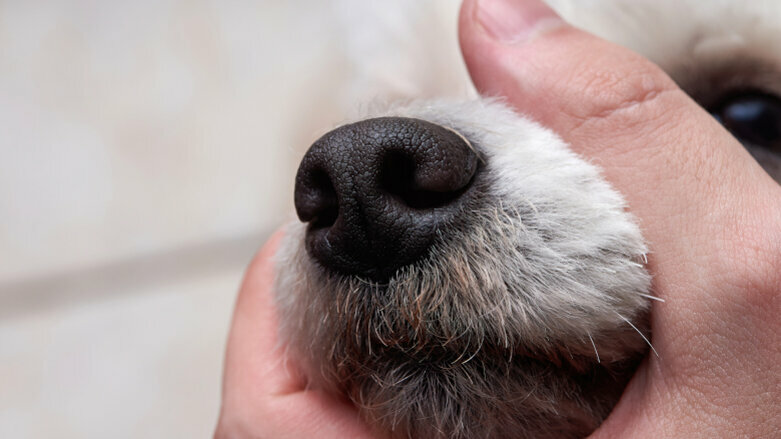 Environmental Protection Agency takes steps to reduce animal testing