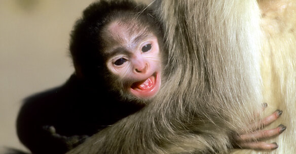 DT News - US - Stem cells from monkey teeth stimulate growth of brain cells