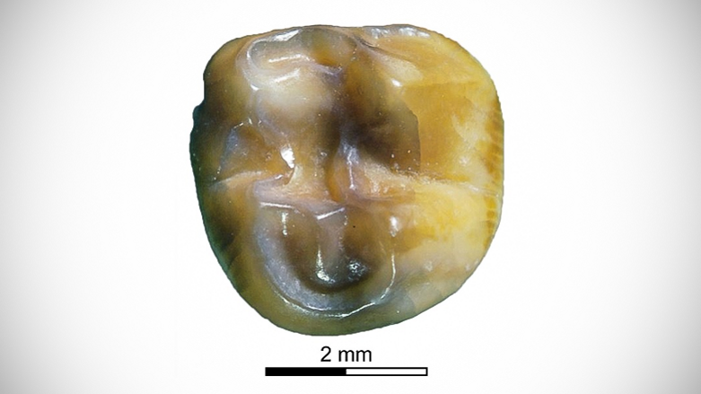 Fossil molars offer insight into kangaroo ancestors